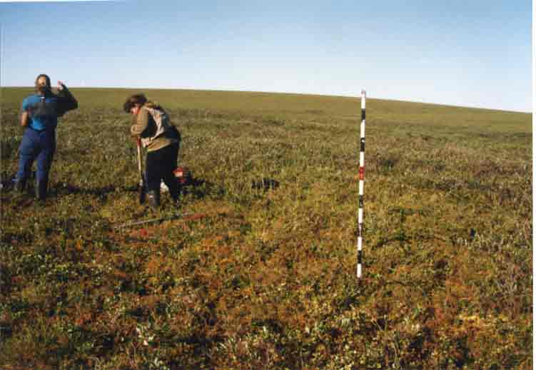 Happy Valley Permanent Vegetation Plots - General Photo Enlargement ...